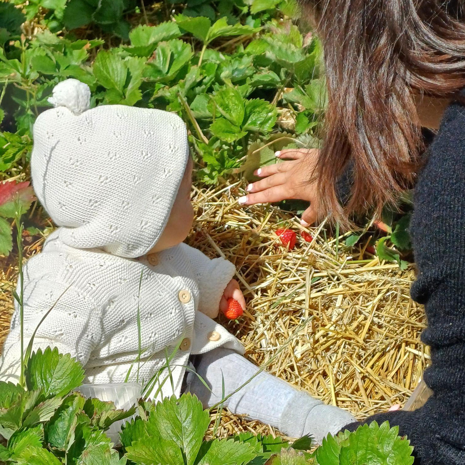 Cueillette en famille à la crèche Le Chat perché - Crescendo